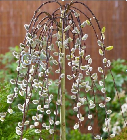 Salcie curgatoare "Kilmarnock" (Salix caprea "Pendula" altoi trunchi