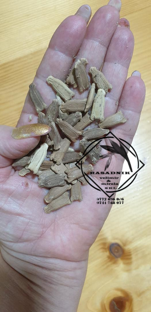 SEMINTE dovleac la metru - Lagenaria longissima - Sicilian Snake ...